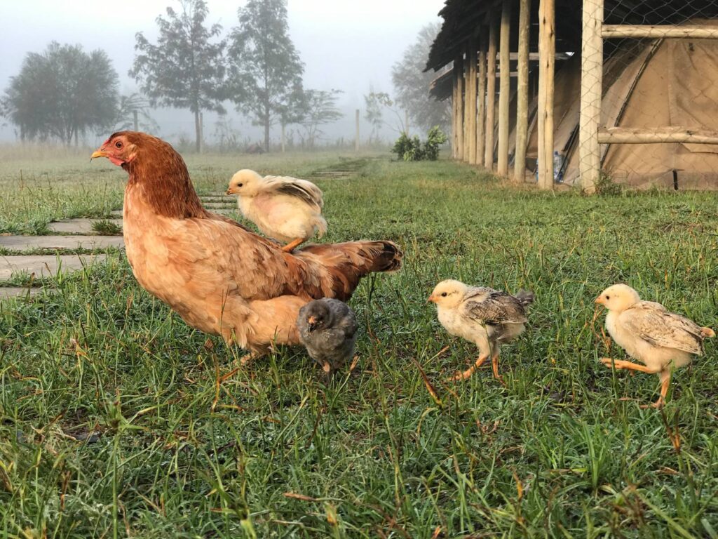 An Introduction to Chicken Genetics — Chicken DNA Part I - Backyard Poultry